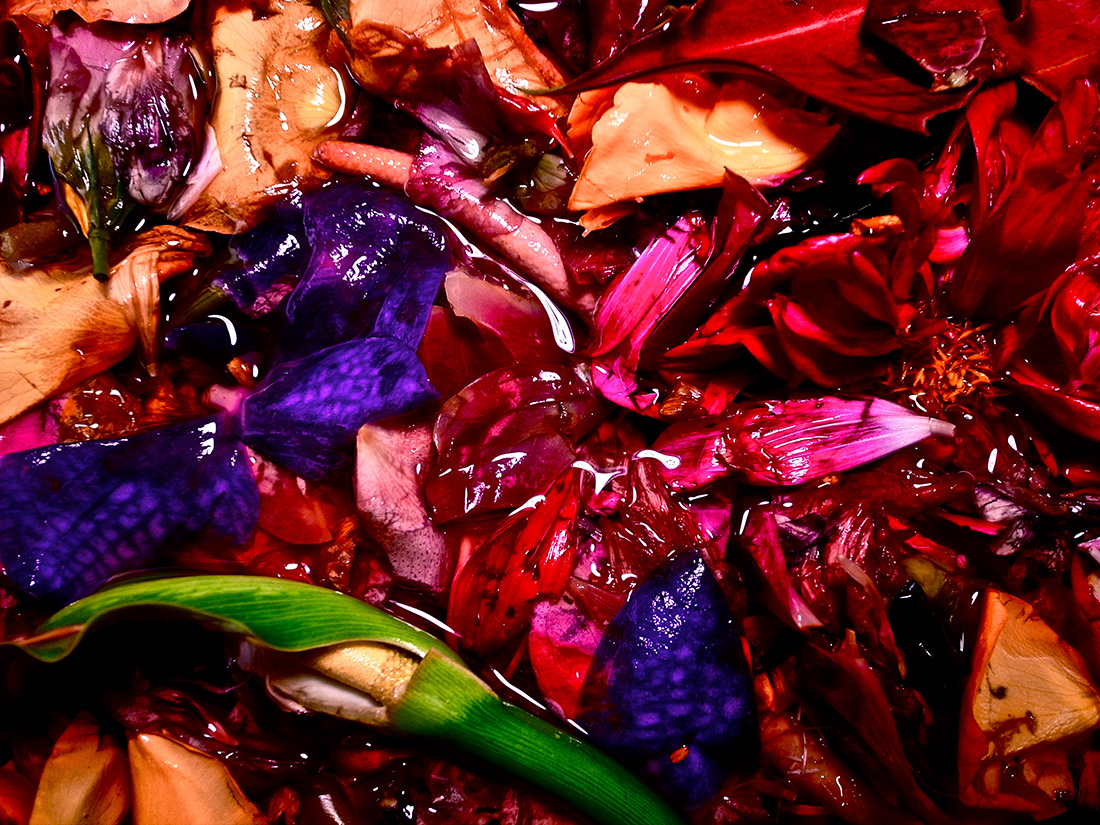 BIONIC PLANTS | 都立大学の花屋ならBIONIC PLANTSへ