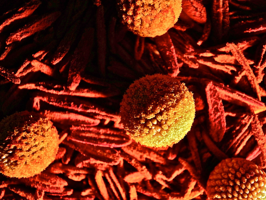 BIONIC PLANTS | 都立大学の花屋ならBIONIC PLANTSへ